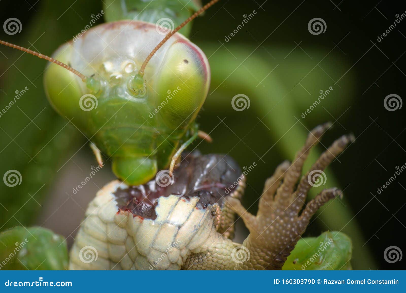 Praying Mantis Eating Lizard - Mantis Religiosa Stock Photo - Image of ...