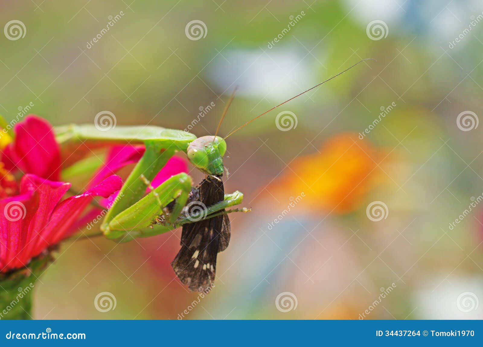 Praying Mantis Eating a Moth Stock Photo - Image of predator, nature ...