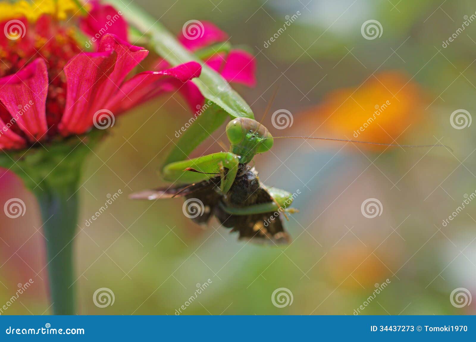 Praying Mantis Eating a Moth Stock Image - Image of flower, green: 34437273