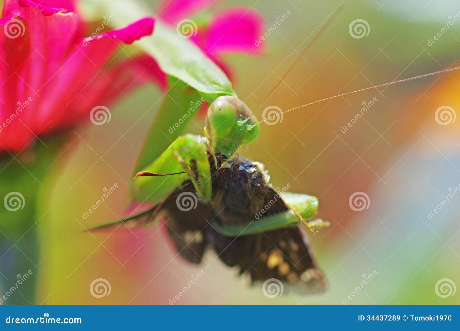 Praying Mantis Eating a Moth Stock Image - Image of insect, moth: 34437289