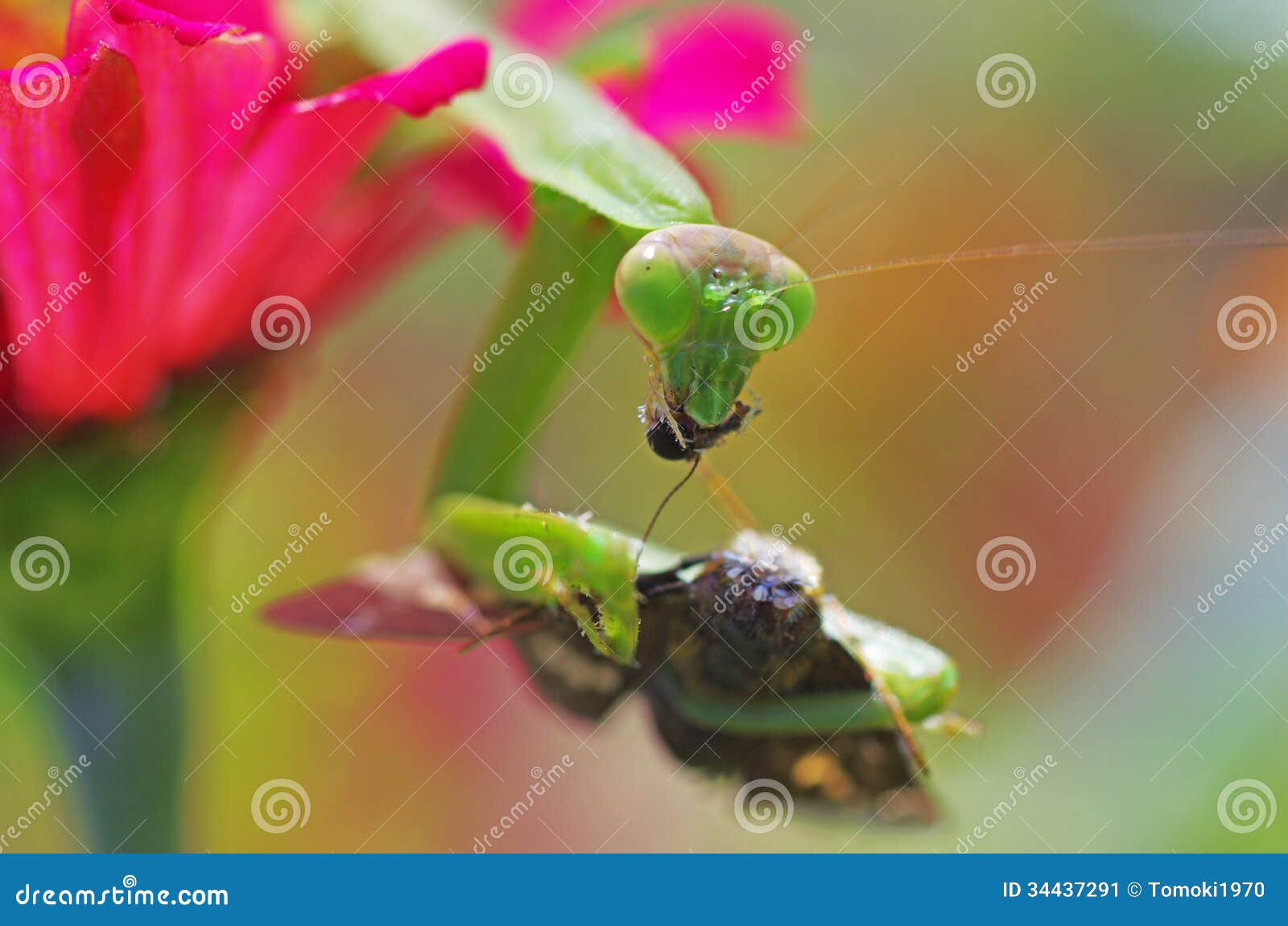 Praying Mantis Eating a Moth Stock Image - Image of glaring, close ...