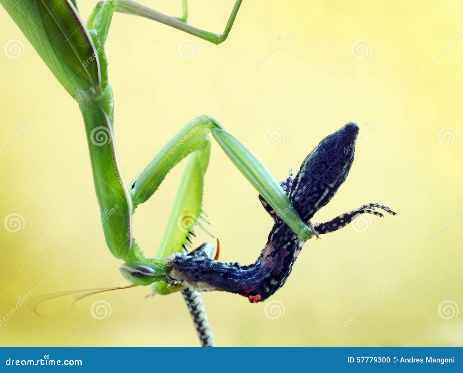 Lizard Vs Praying Mantis Royalty-Free Stock Photography | CartoonDealer ...