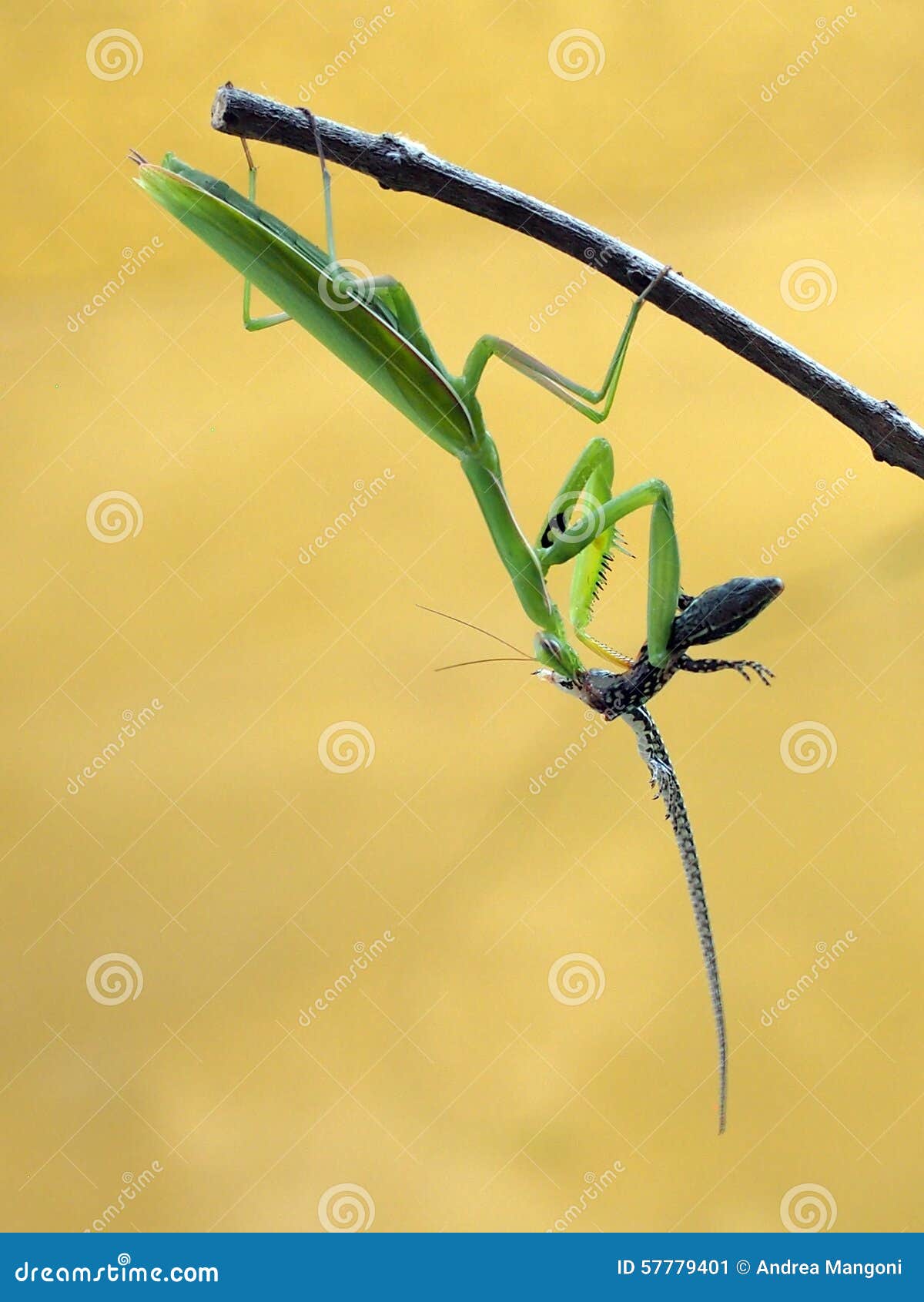 Praying Mantis Eating a Wall Lizard Stock Image - Image of praying ...