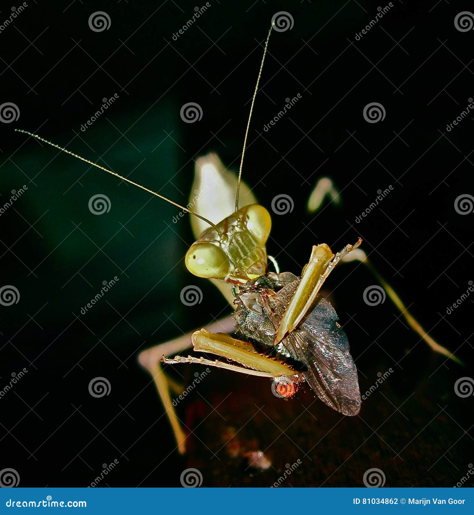 Praying Mantis eating stock photo. Image of mantis, young - 81034862