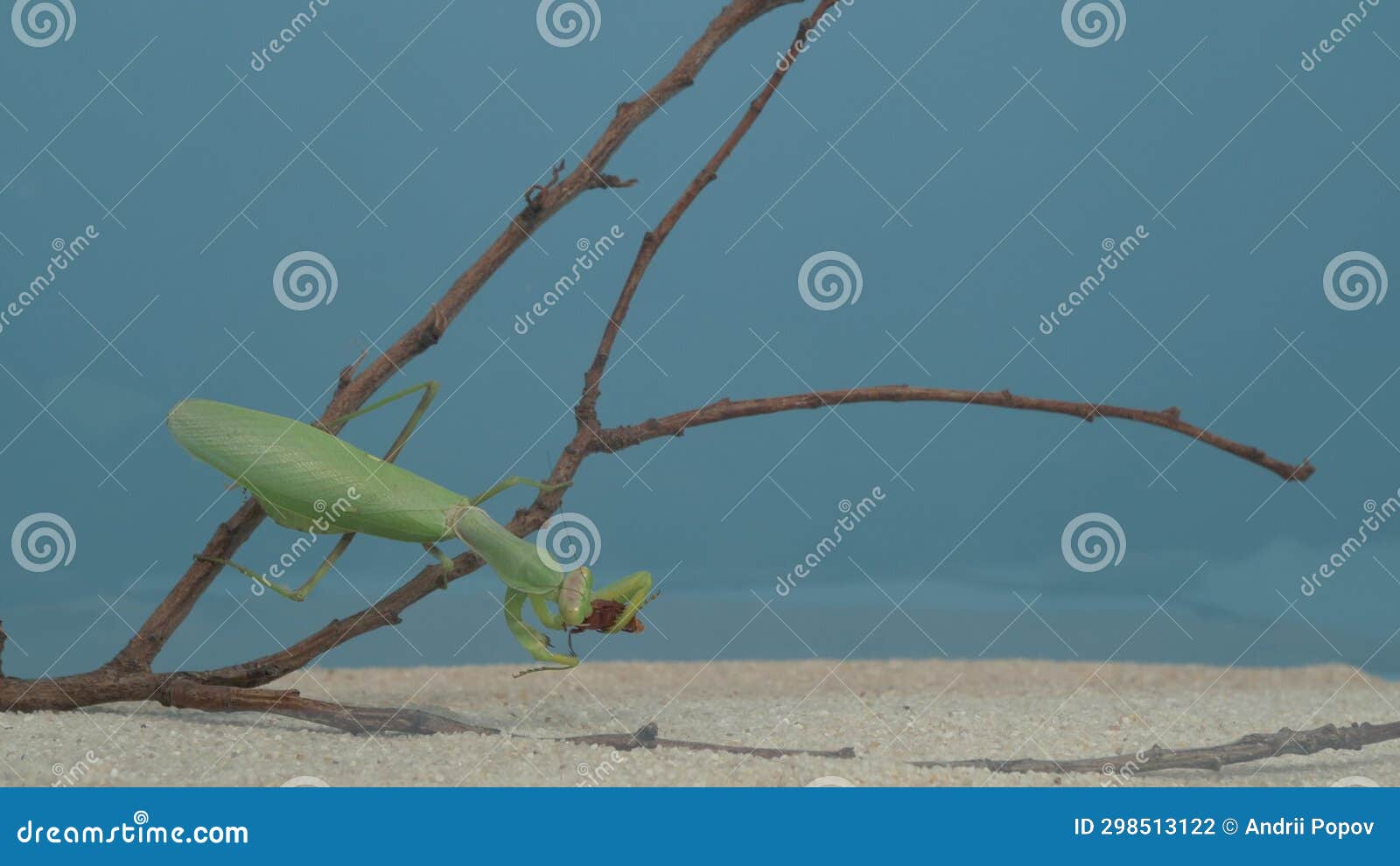 A Common Praying Mantis Eats a Flour Beetle. Stock Footage - Video of ...