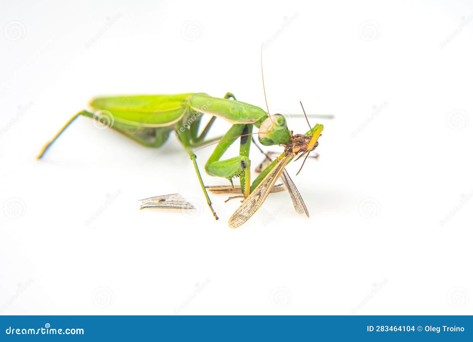 Praying Mantis Eats a Grasshopper Close-up on a White Background ...