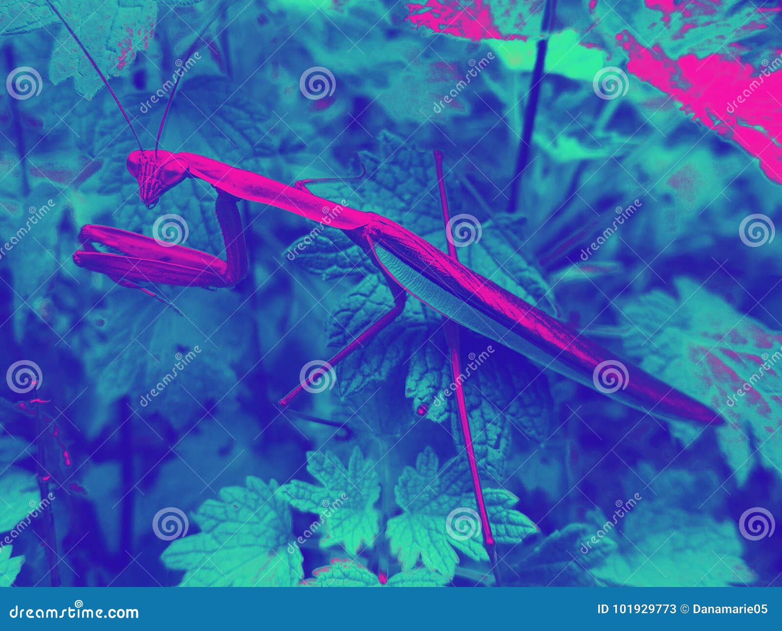 Praying mantis edit stock image. Image of edited, colors - 101929773