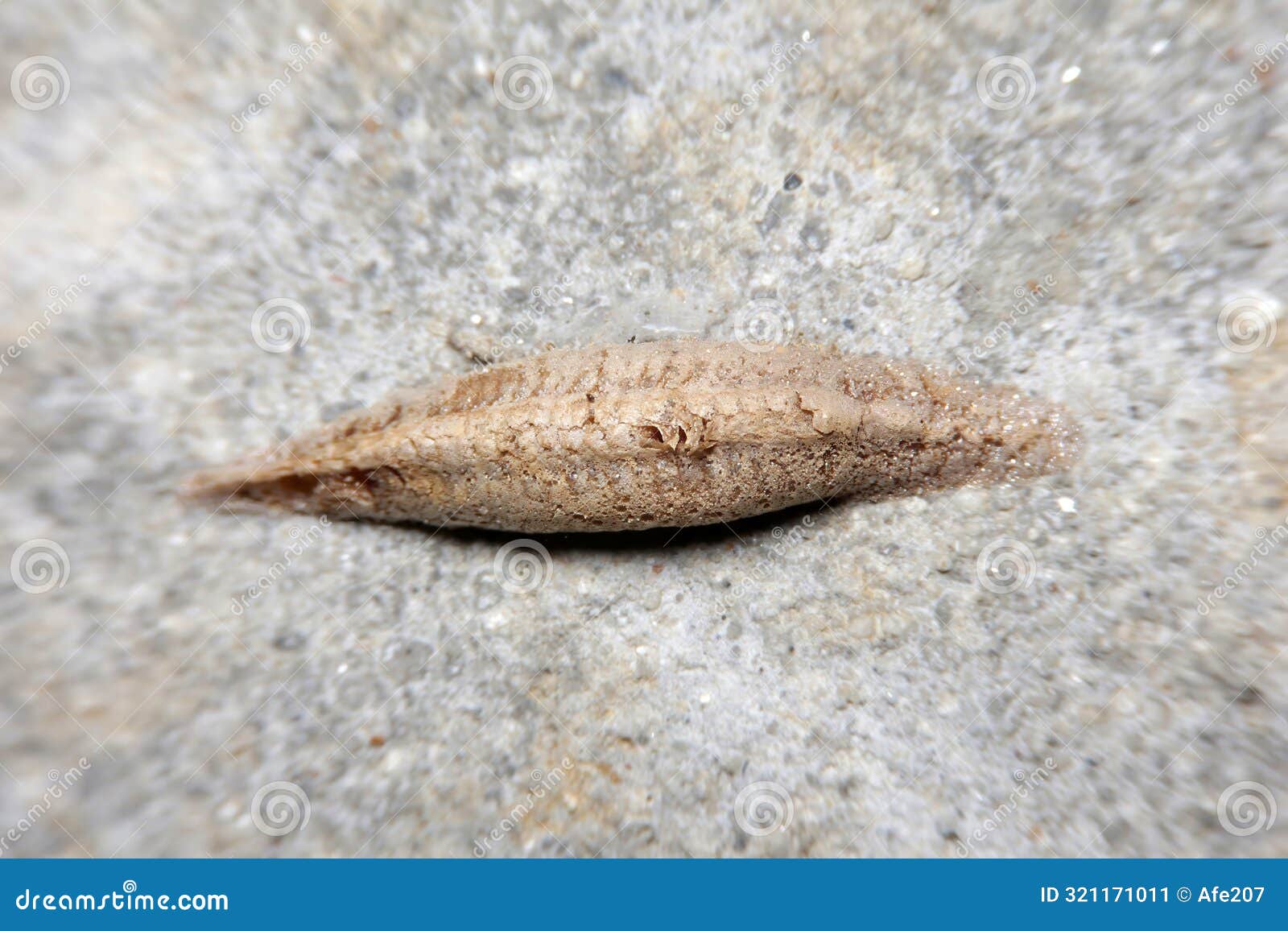 Praying Mantis Egg Pod on Wall Stock Image - Image of hive, mantis ...
