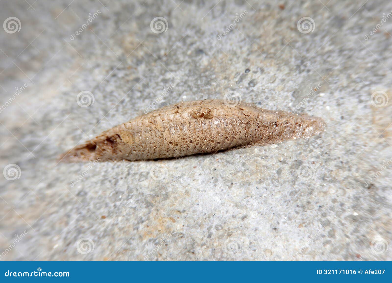 Praying Mantis Egg Pod on Wall Stock Photo - Image of birding, mantis ...