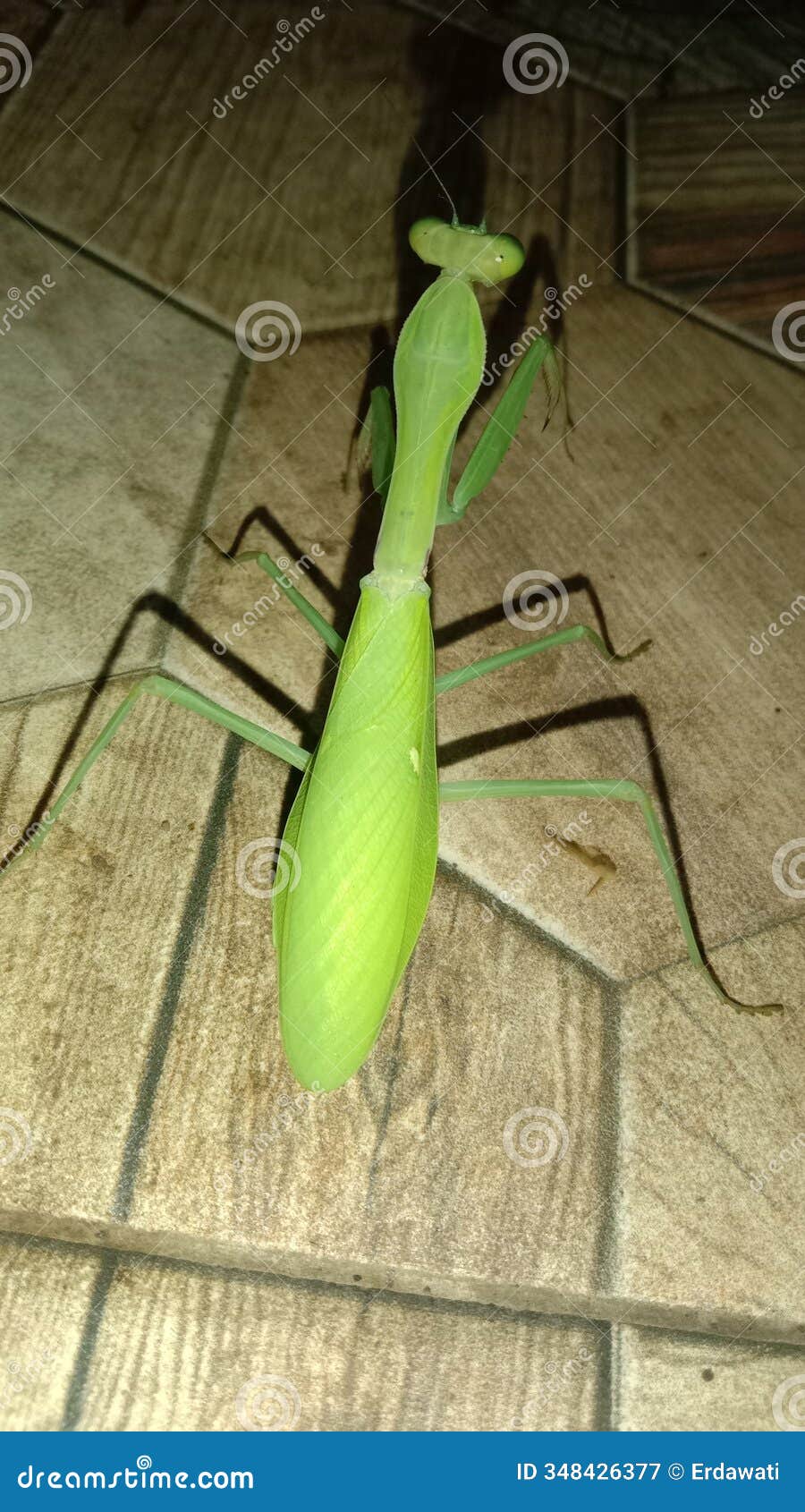The Praying Mantis that Enters the House at Night Stock Image - Image ...