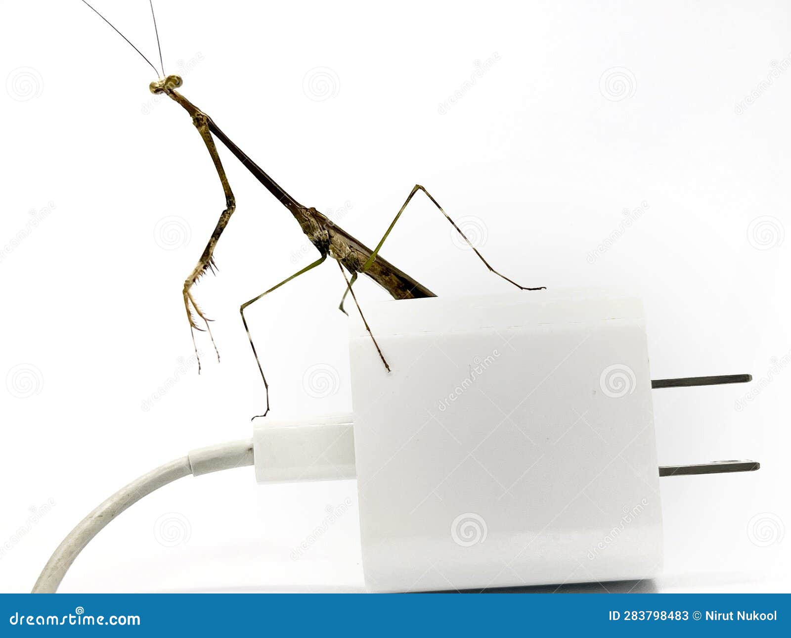 Euchomenella Sp Stock Photos - Free & Royalty-Free Stock Photos from ...