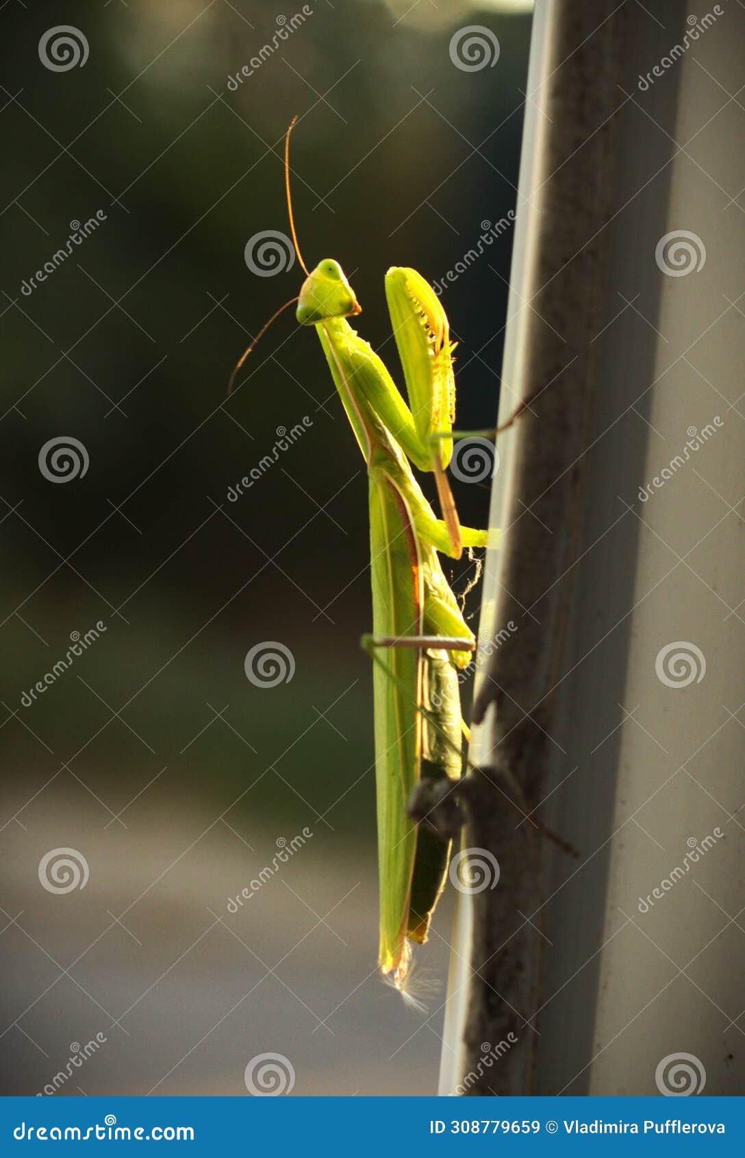 Praying mantis stock image. Image of european, wing - 308779659