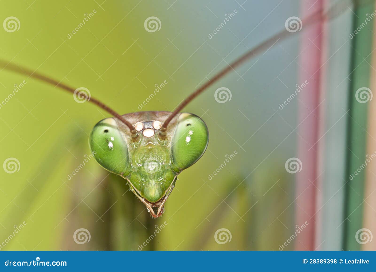 Praying mantis face stock photo. Image of invertebrate - 28389398