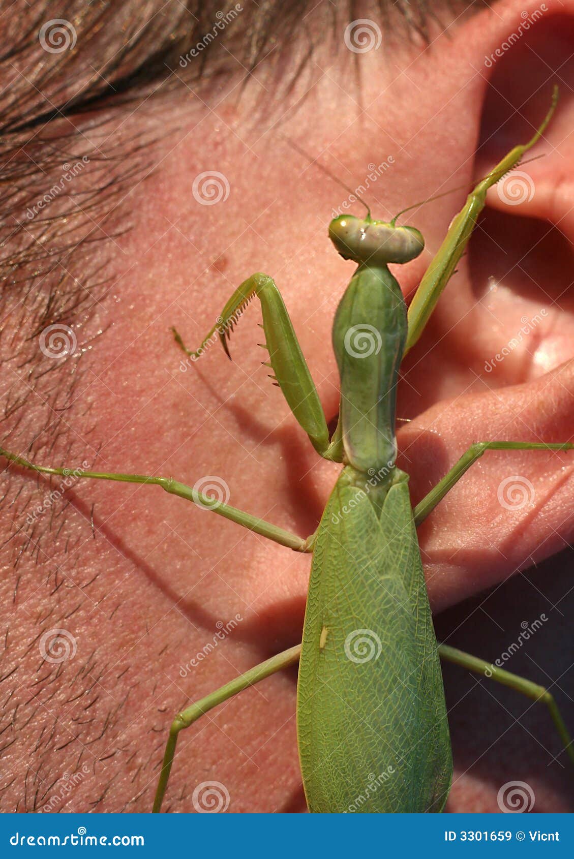 Praying mantis on face stock image. Image of praying, climb - 3301659
