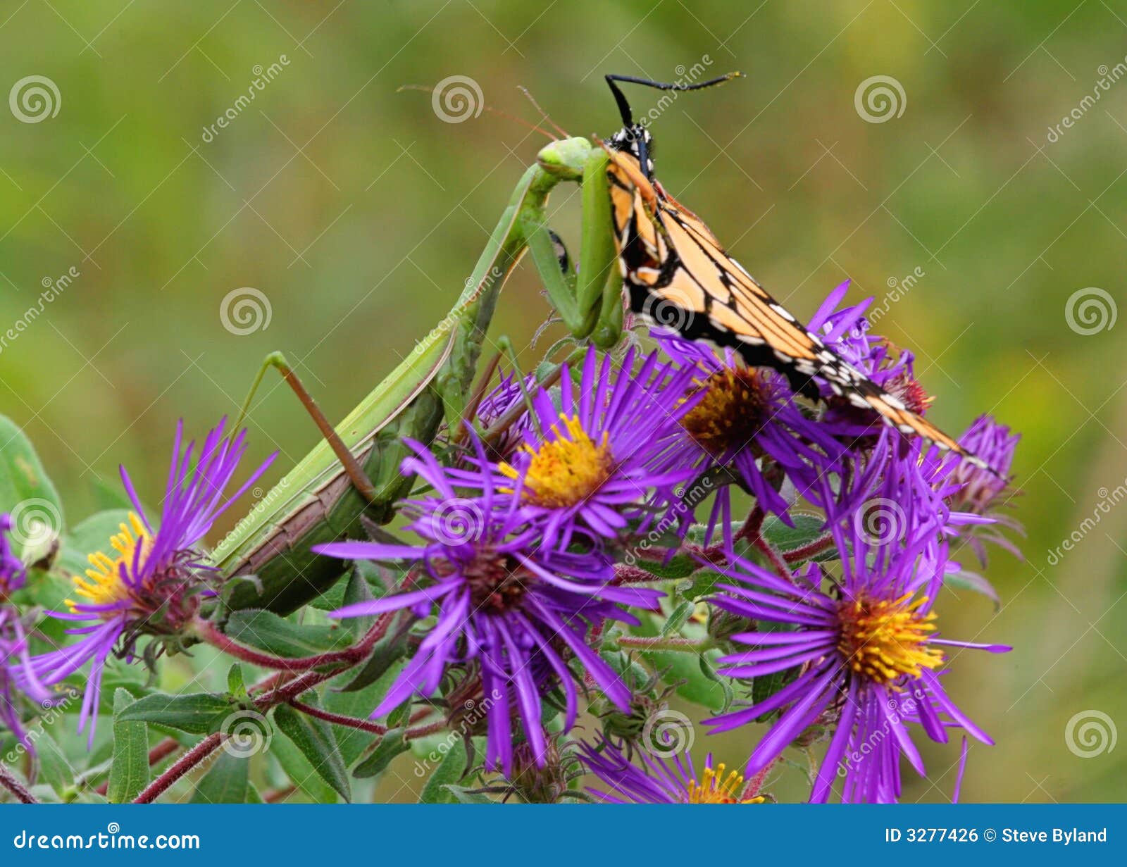 Praying Mantis Feeding stock photo. Image of flowers, eating - 3277426