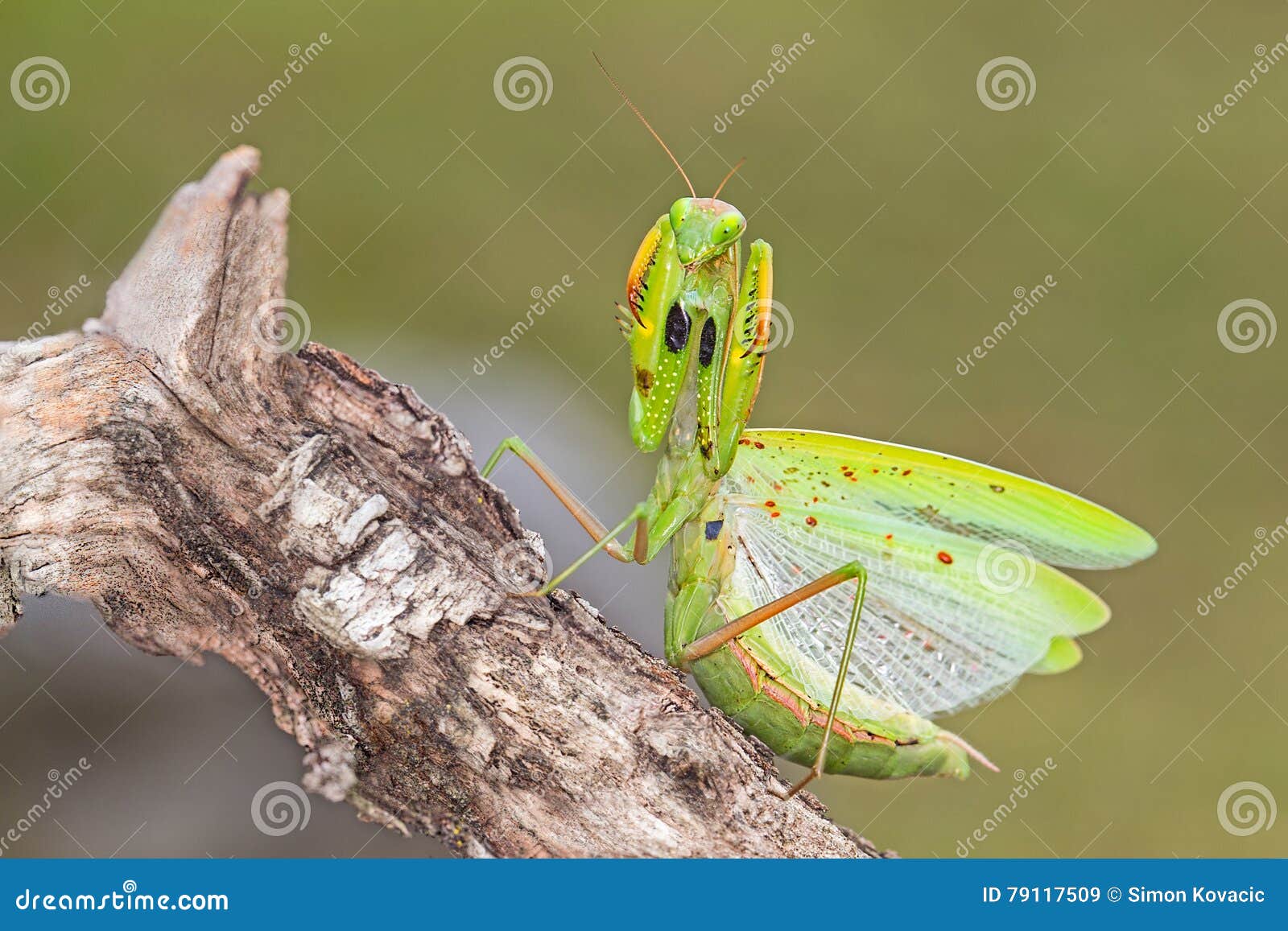 Praying Mantis - Female in Defensive Position Stock Image - Image of ...