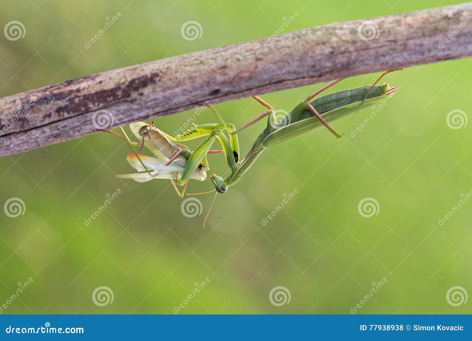Praying Mantis - Female and Male Stock Photo - Image of animal, abdomen ...