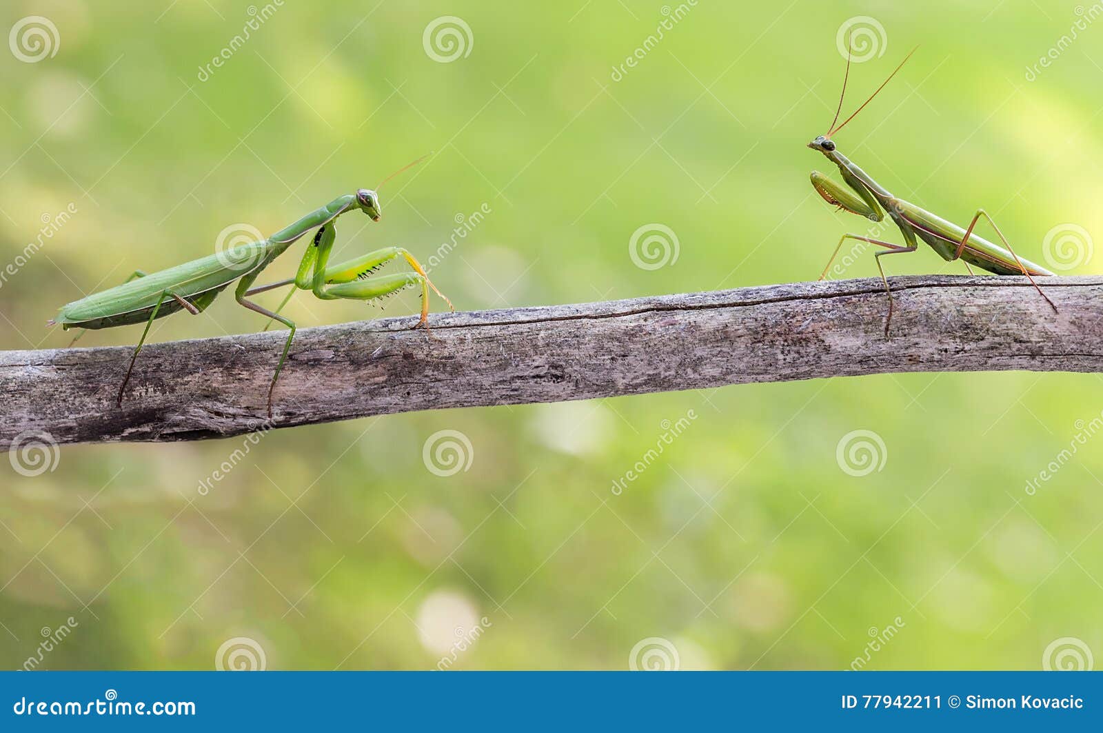 Praying Mantis - Female and Male Stock Image - Image of mantis ...