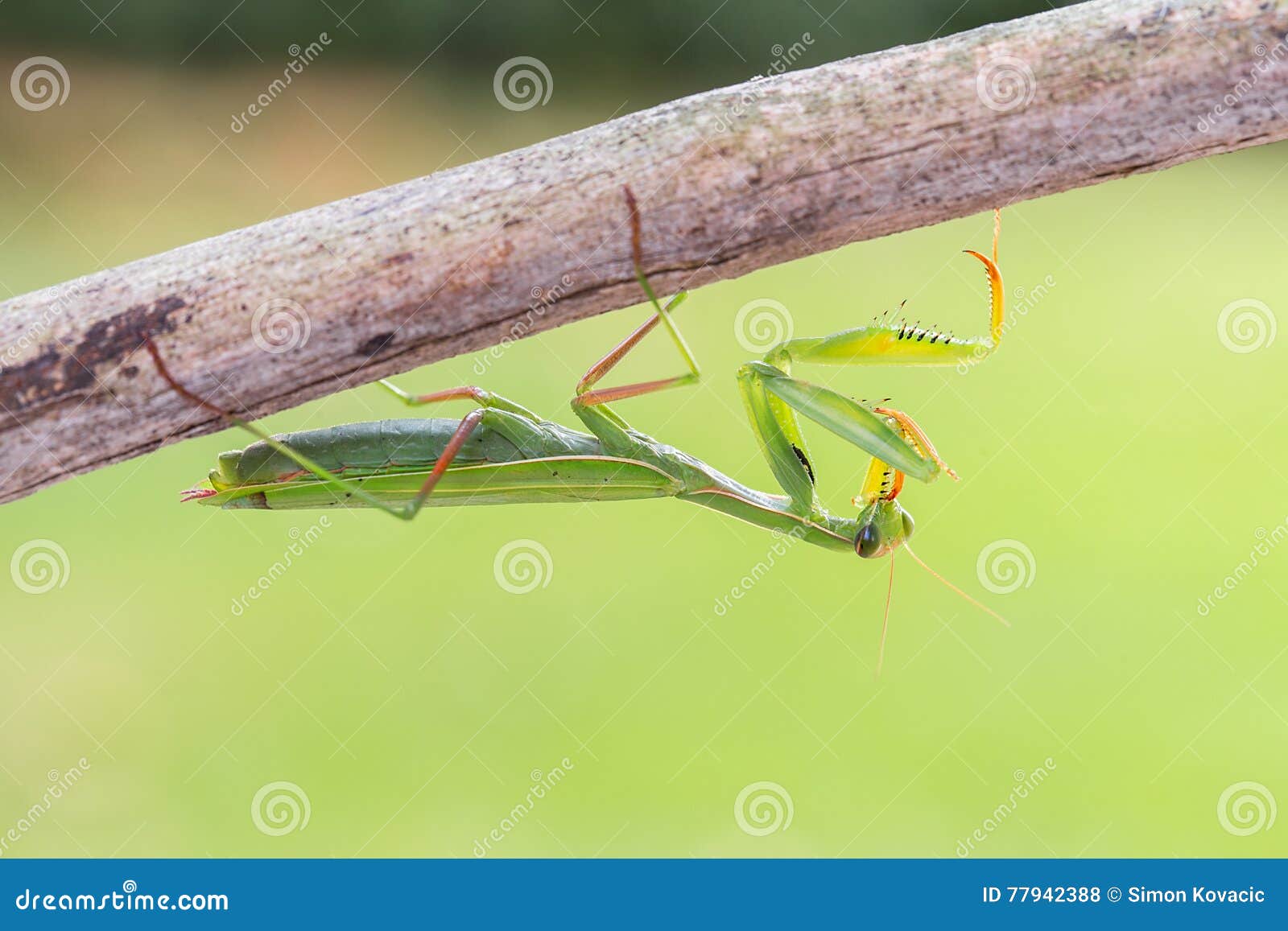 Praying Mantis - Female and Male Stock Photo - Image of mouth ...