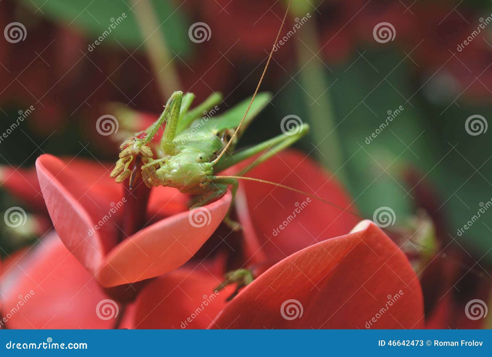 Praying mantis on a flower stock image. Image of mantis - 46642473