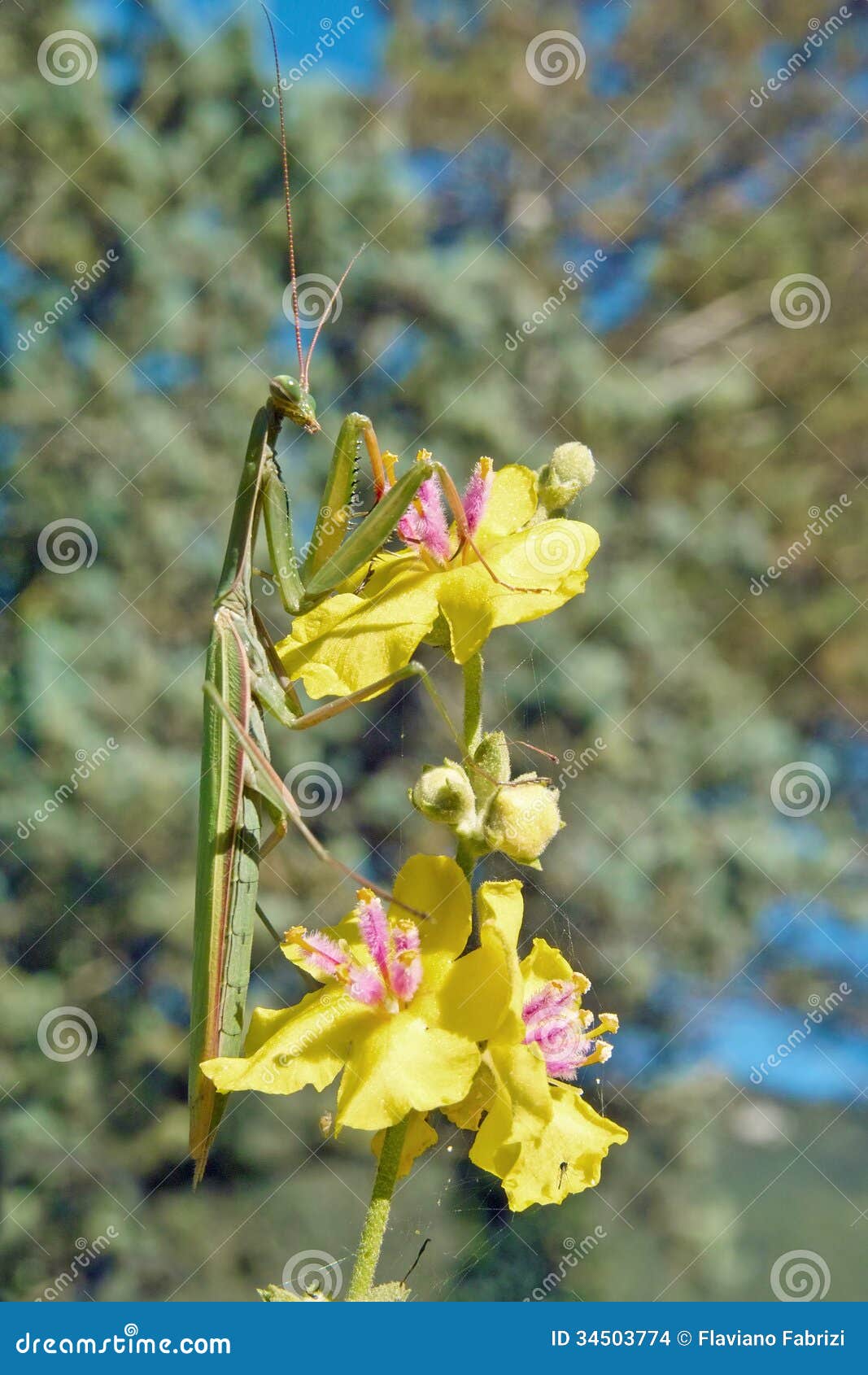 Praying Mantis on Flower of Mullein Sinuous Stock Photo - Image of ...