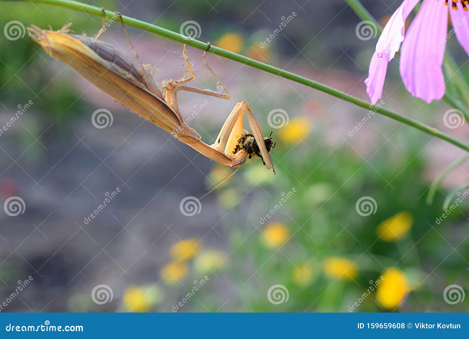 Praying Mantis on a Flower Stalk with Prey Stock Photo - Image of head ...