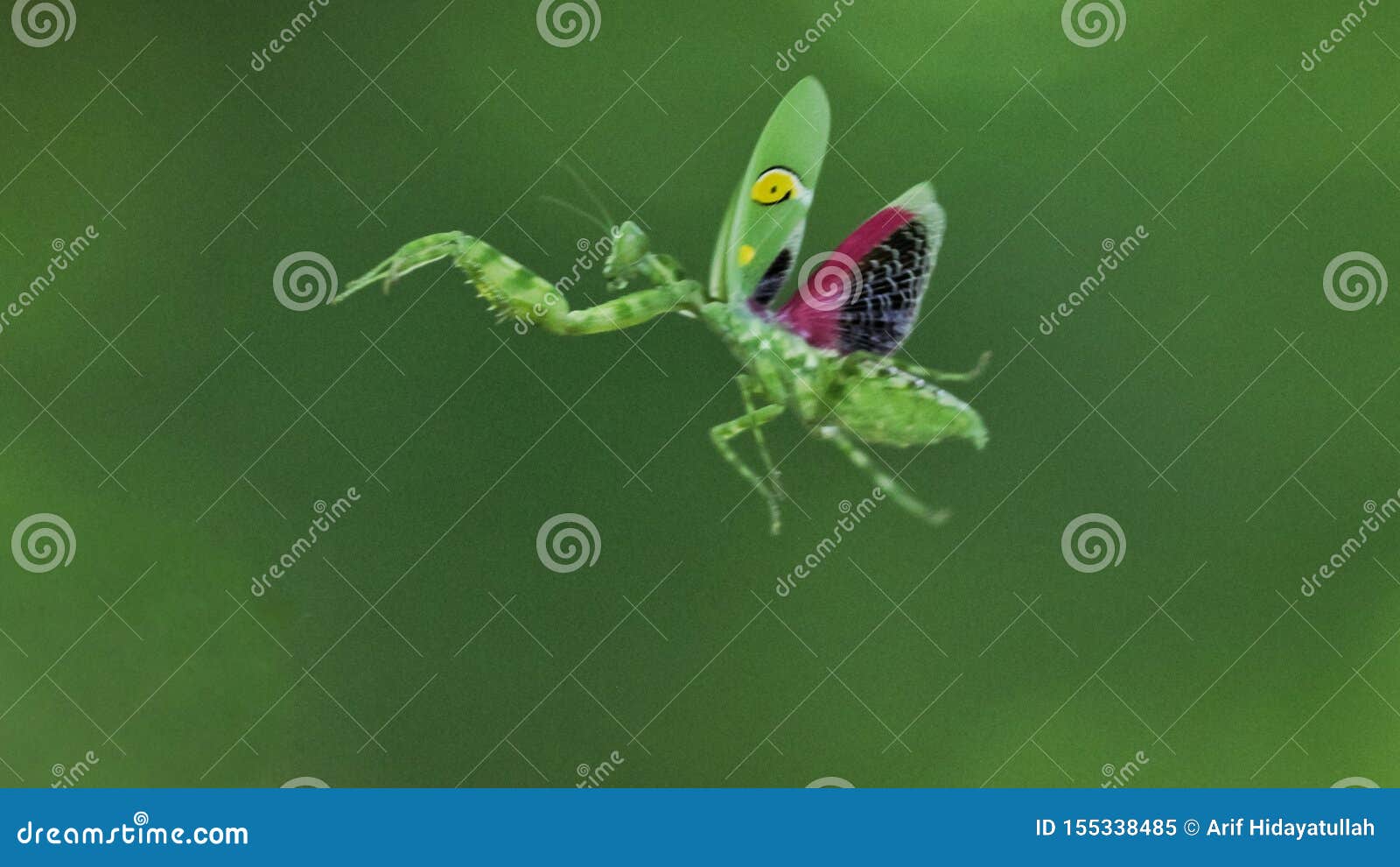 A praying mantis flying stock image. Image of background - 155338485