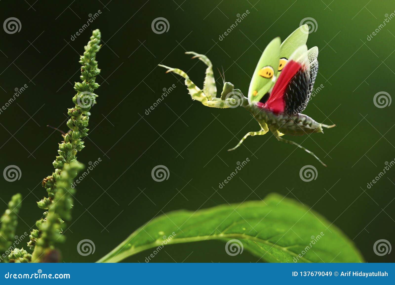 Praying mantis flying stock image. Image of color, colorful - 137679049