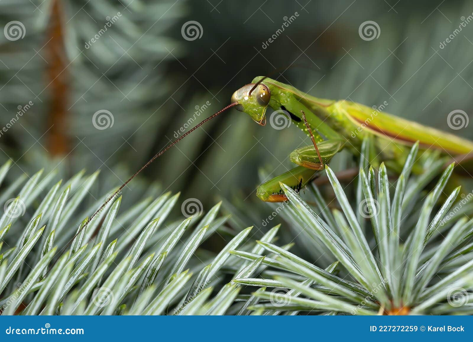 The Praying Mantis is Formidable Predator. Stock Image - Image of ...