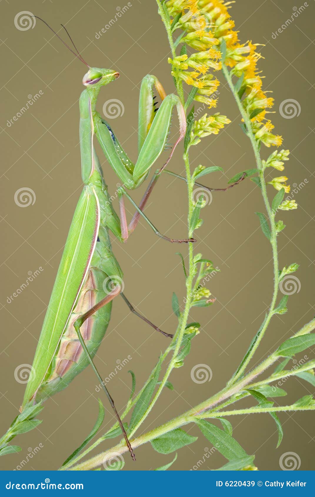 Praying Mantis on Goldenrod Stock Image - Image of insect, vertical ...
