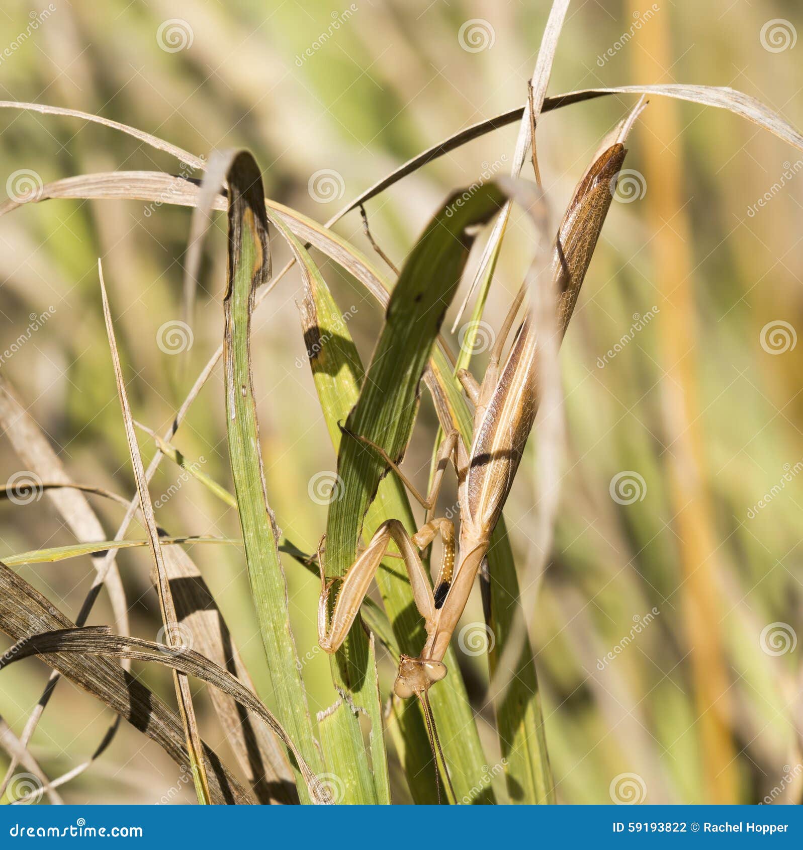 Praying Mantis on Grass stock photo. Image of close, green - 59193822