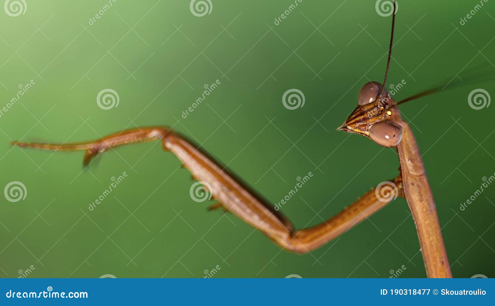Portrait of a Brown Praying Mantis on a Green Background, Long Antennas ...