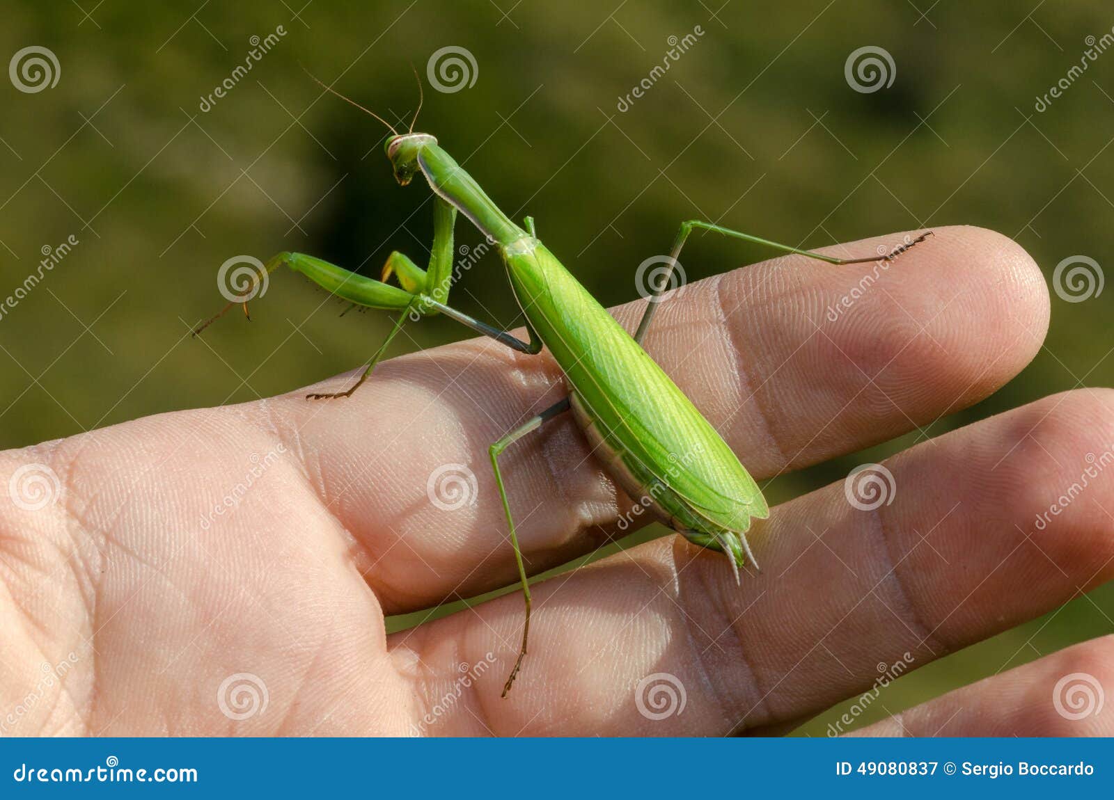 458 Praying Mantis Hand Stock Photos - Free & Royalty-Free Stock Photos ...