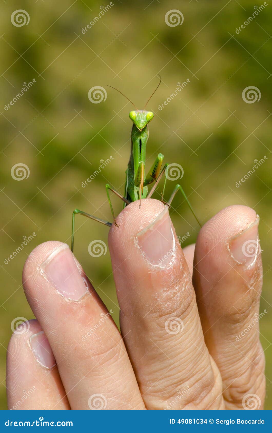 Praying mantis stock photo. Image of environment, macro - 49081034