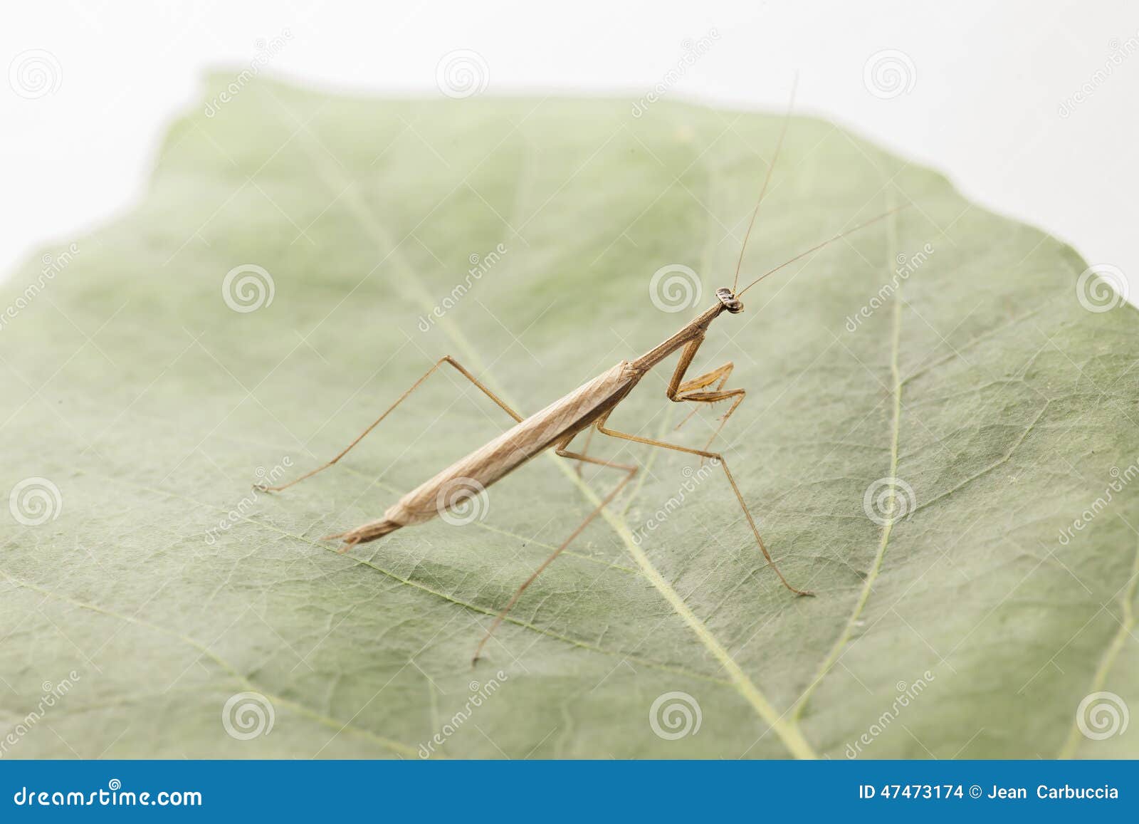 Praying Mantis stock photo. Image of pincers, mandible - 47473174