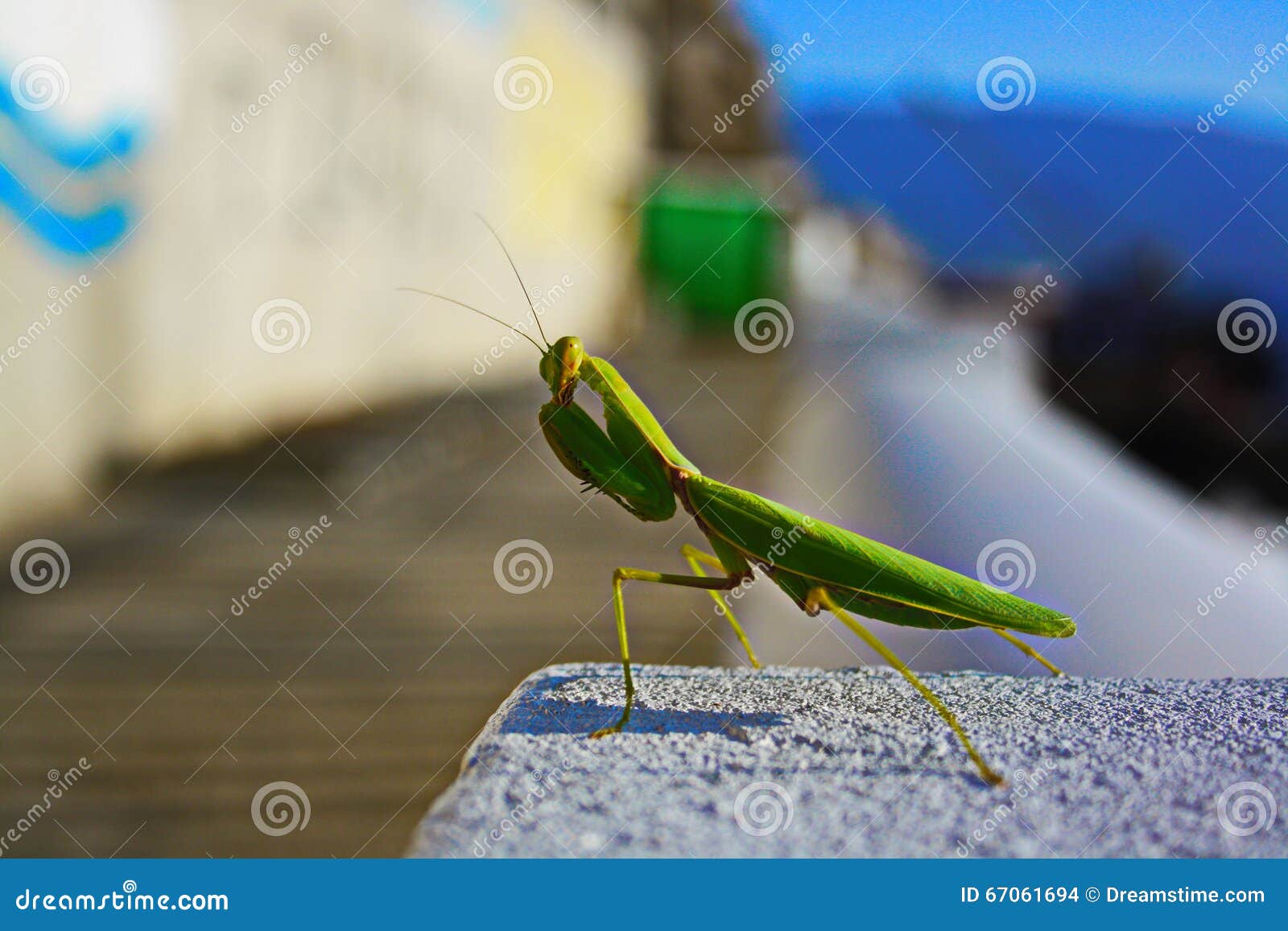 Praying mantis stock photo. Image of creature, spring - 67061694