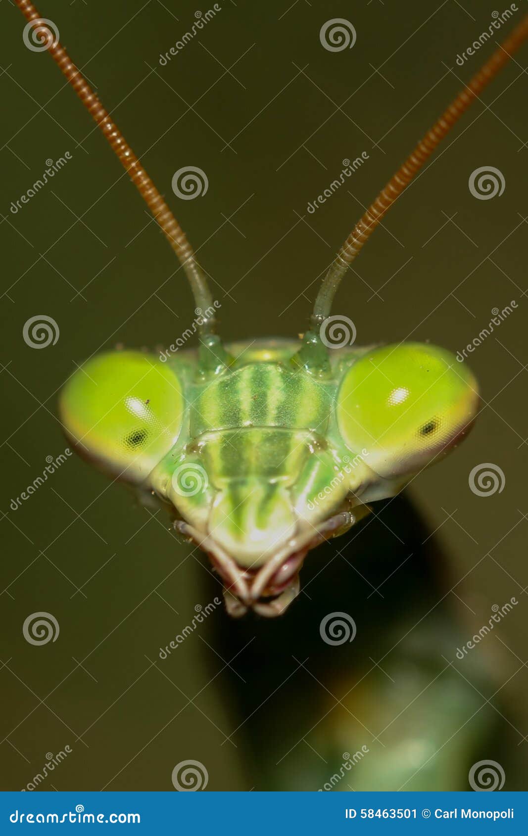 Praying mantis stock image. Image of orange, green, antenna - 58463501