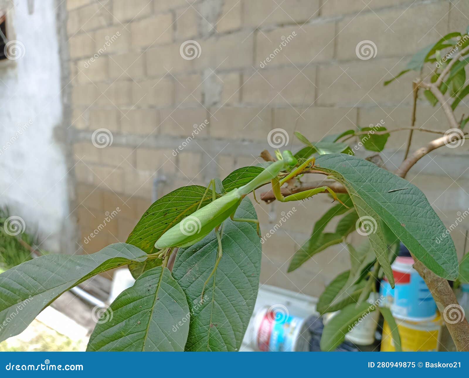 The Praying Mantis is on a Guava Leaf Looking for Food Stock Image ...