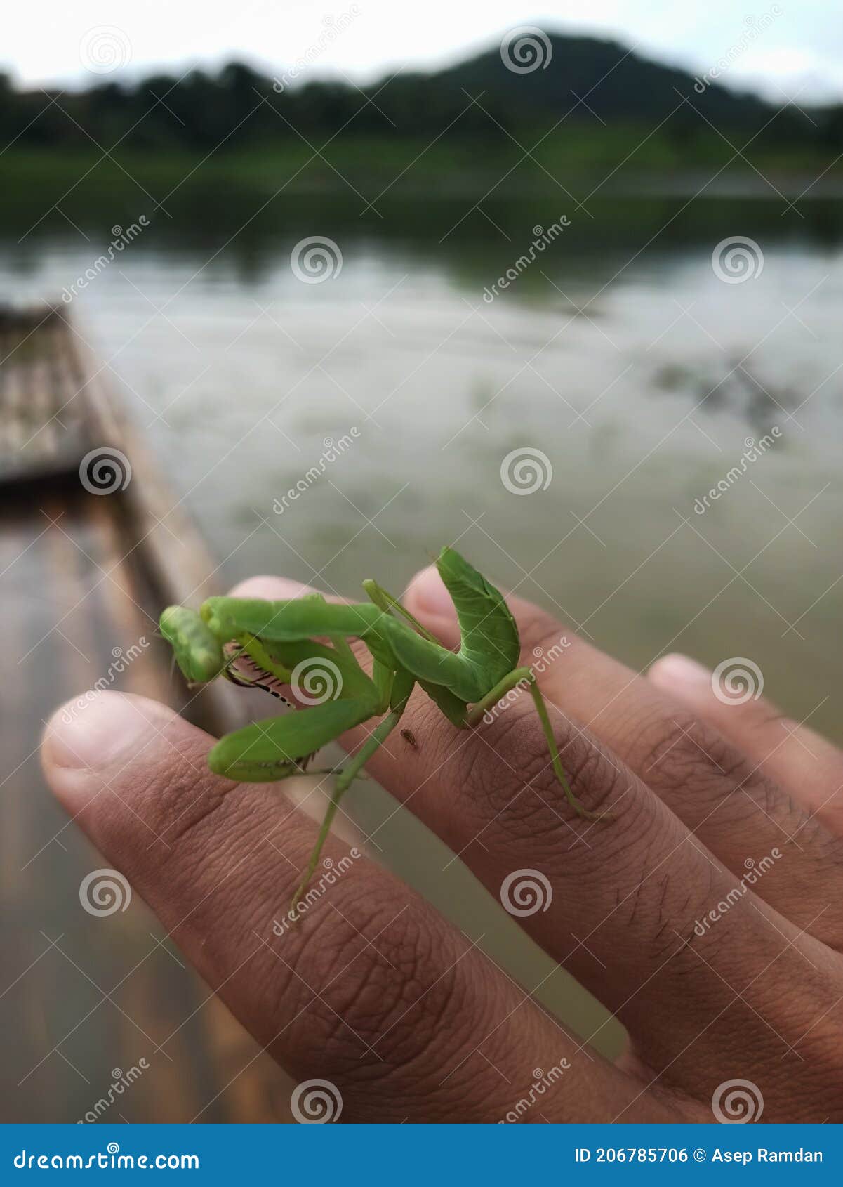 The Praying Mantis in the Hand Stock Photo - Image of hand, geografi ...