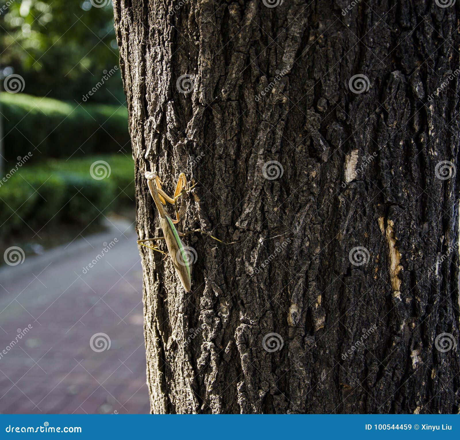 Mantis stock image. Image of mantis, master, sharp, praying - 100544459