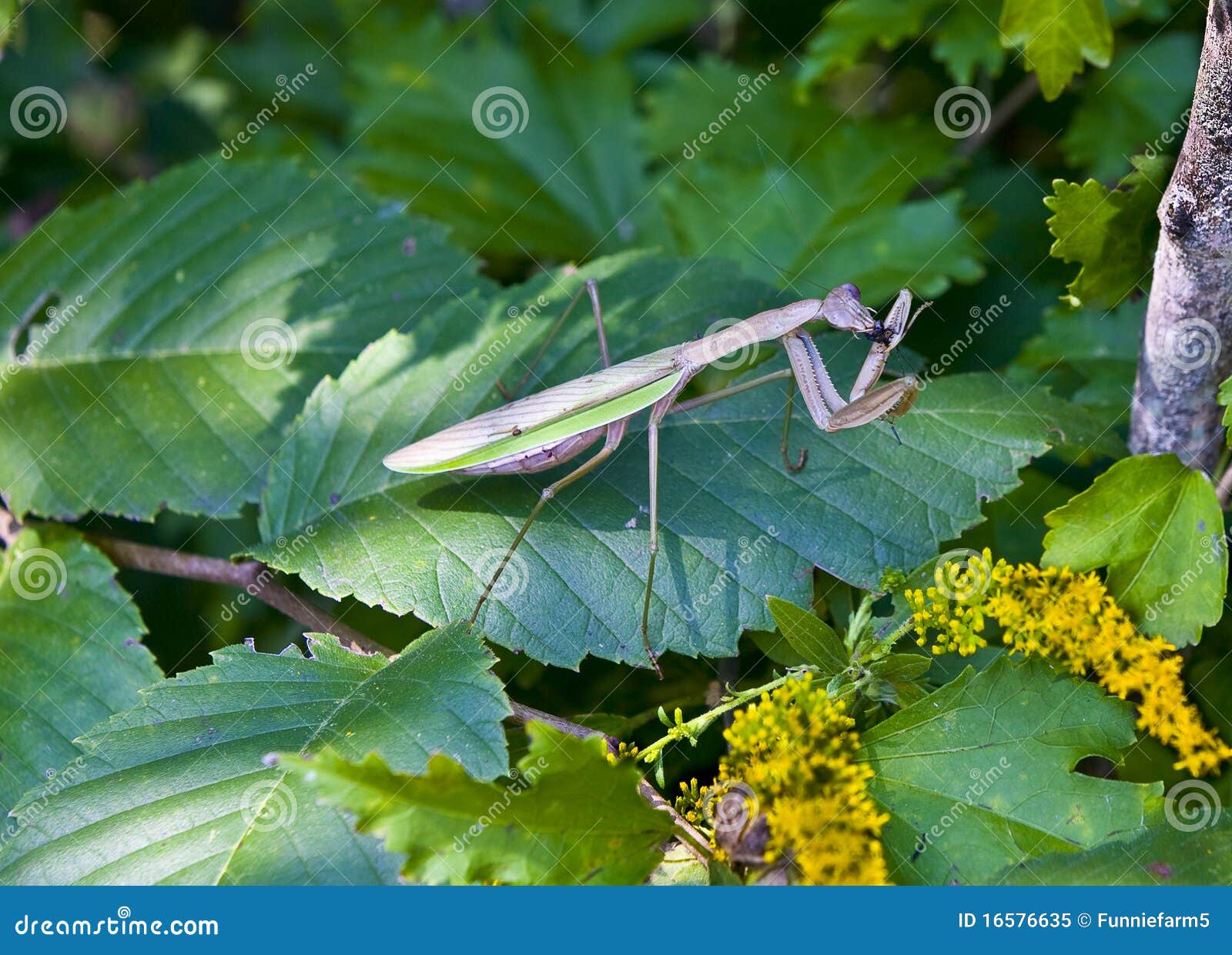 Praying Mantis Having a Snack Stock Image - Image of animal, laugh ...