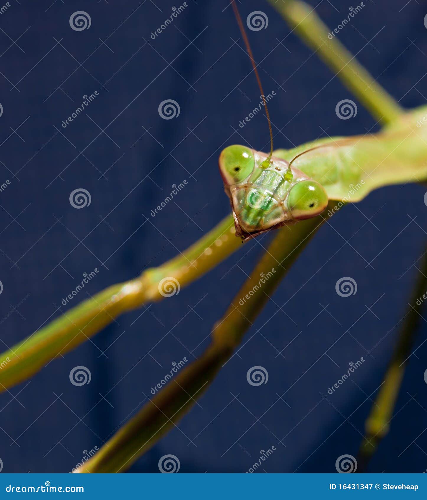 Praying Mantis head stock image. Image of mantodea, praying - 16431347