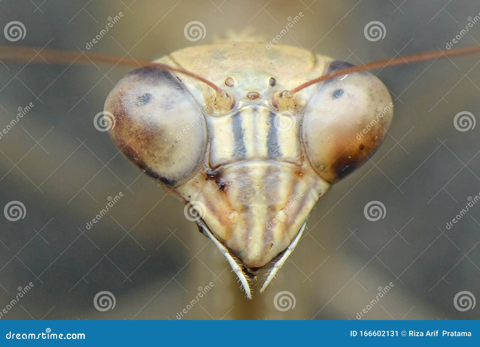 Praying mantis head stock image. Image of head, insect - 166602131