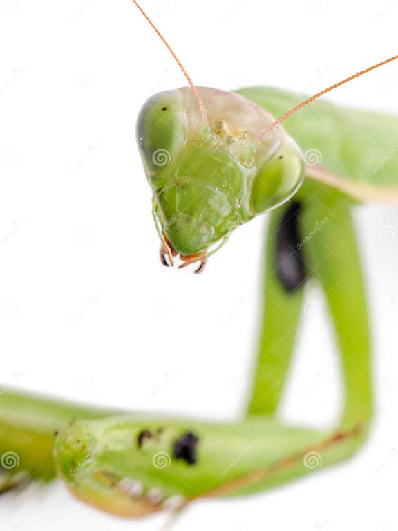 Praying Mantis stock photo. Image of close, posing, legs - 33717750