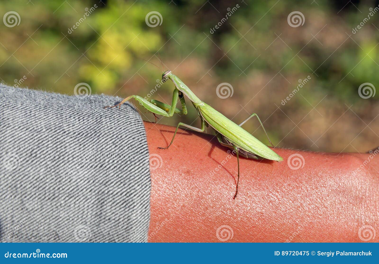 A Praying Mantis on Human Hand Closeup Stock Image - Image of hand ...