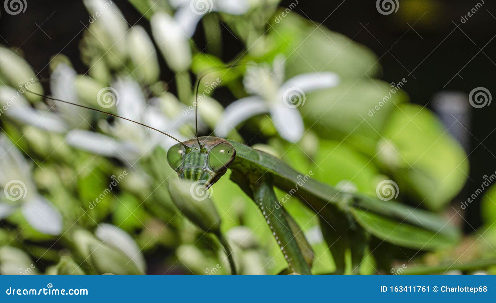 Praying mantis stock image. Image of body, watchful - 163411761