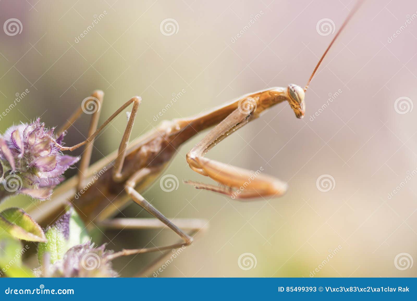 Praying Mantis II stock image. Image of control, education - 85499393