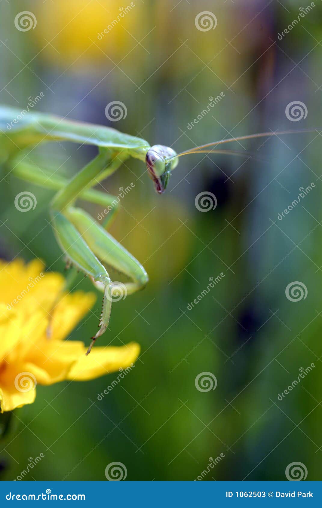 Praying Mantis Insect stock image. Image of garden, praying - 1062503