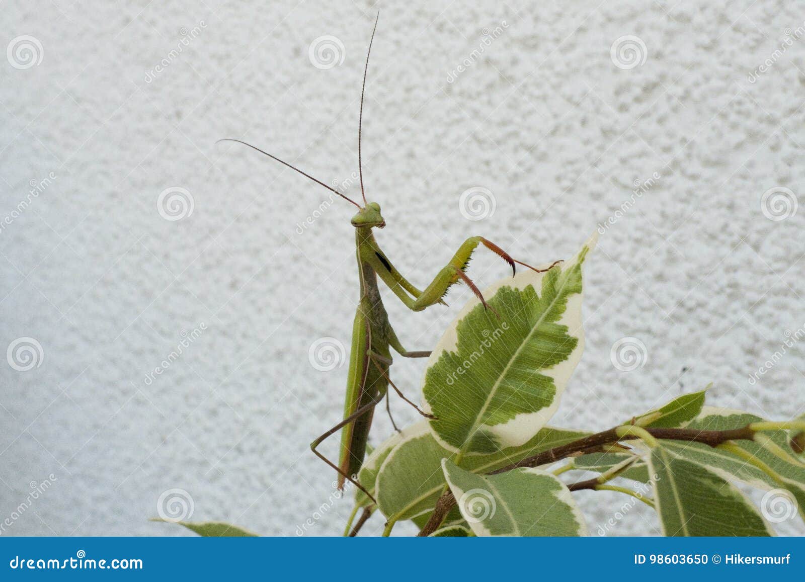 Praying mantis stock photo. Image of fauna, germany, flafrac14 - 98603650