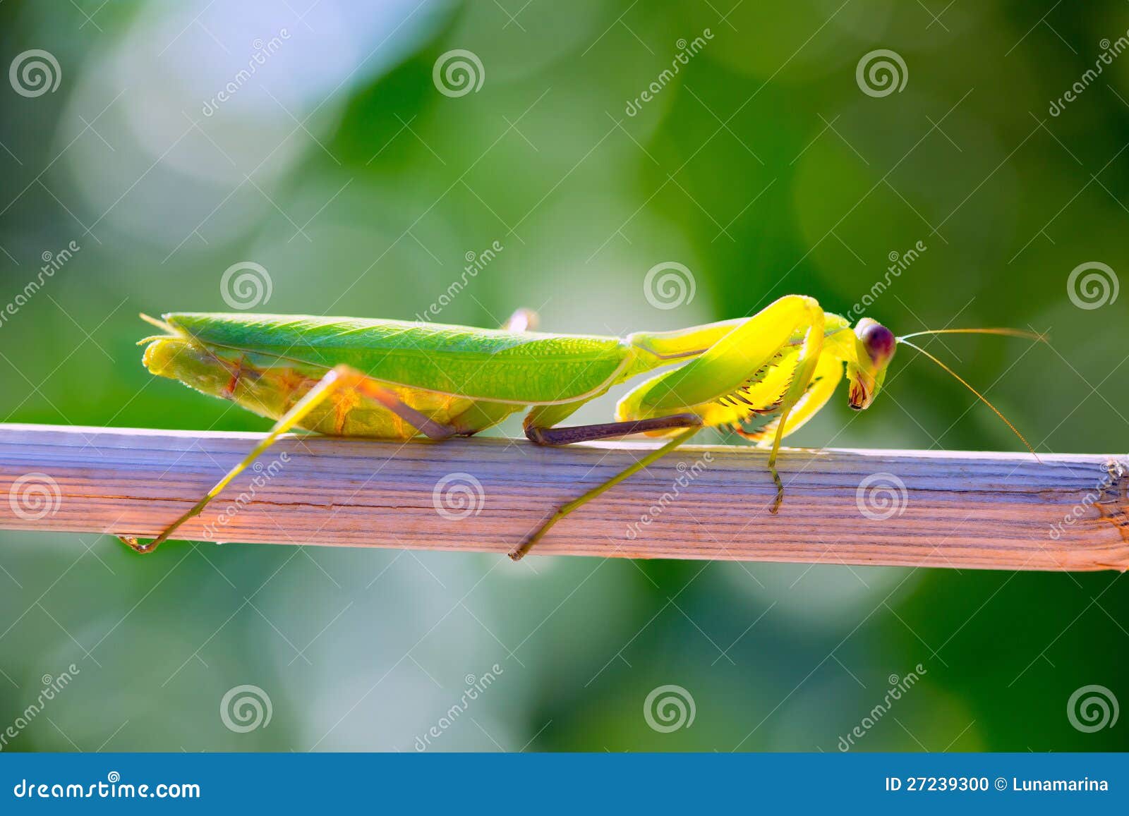 Praying Mantis Insect Closeup Macro Stock Photo - Image of green, macro ...